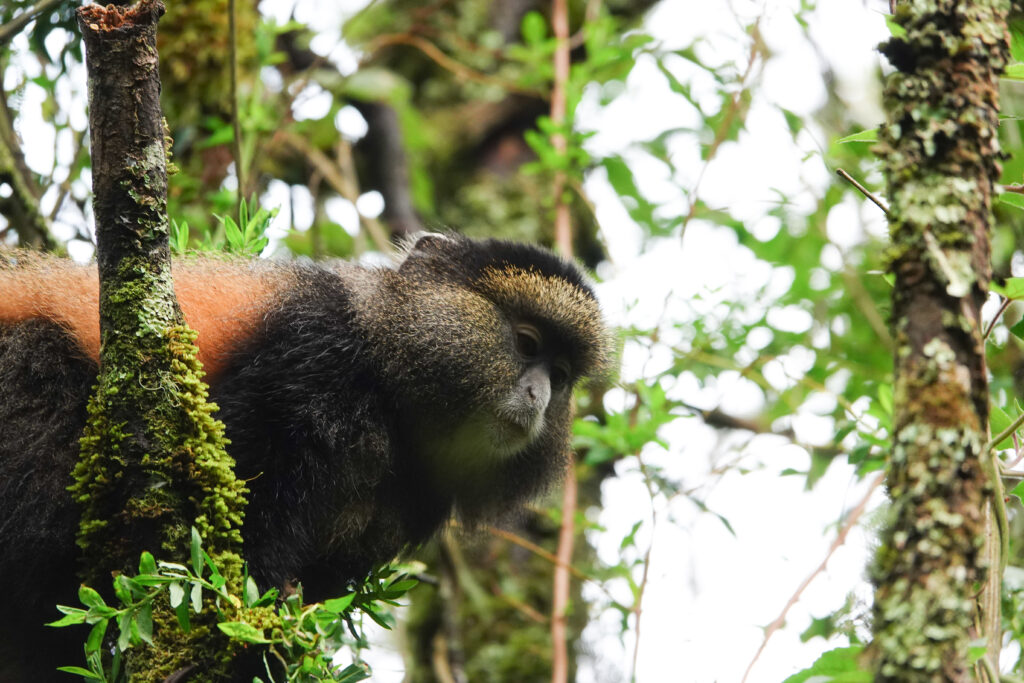The Best Primate Expeditions In East Africa For First Timers