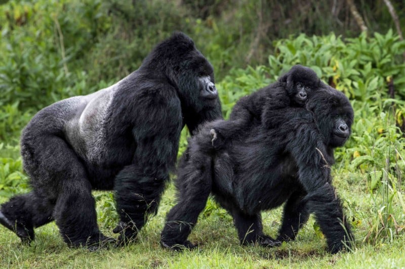 Mountain Gorilla Population (A 2026 Graph Update By Experts)